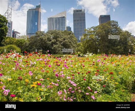 Australia Sydney One Of The Flower Gardens In The Botanical Garden