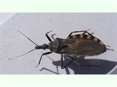 Infection Landscapes Trypanosomiasis Part 2 Chagas Disease