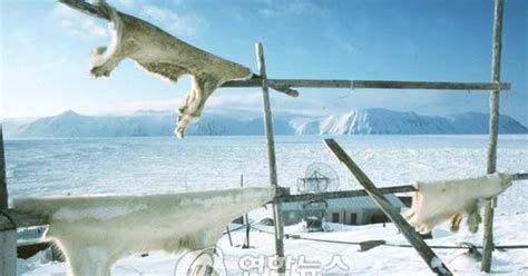 캐나다북극곰사냥가죽美반입시도美수렵협회반대환경단체