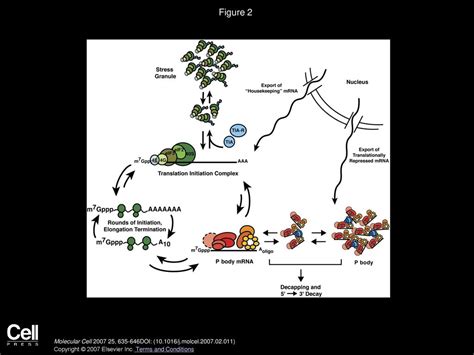 P Bodies And The Control Of Mrna Translation And Degradation Ppt Download
