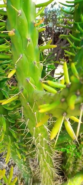 Cactus පතොක් 🤩🤩 Youtube