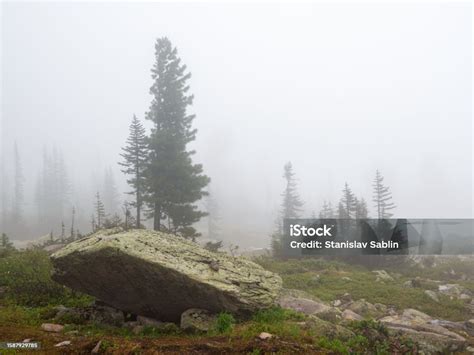 안개가 자욱한 아침 분위기 있는 녹색 숲 풍경 산에 전나무가 있습니다 옅은 안개 속에서 가장자리 침엽수림이 있는 미니멀한 풍경