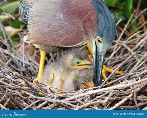 Green Herons In The Nest Stock Image Image Of Pelecaniformes 64768741