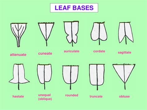 Ppt Leaf Morphology Powerpoint Presentation Free Download Id9505383