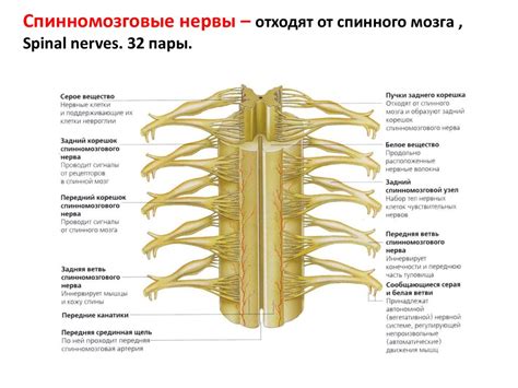 Нервная система - презентация онлайн