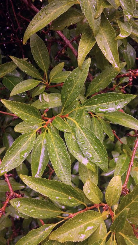 Free Images Landscape Tree Nature Leaf Flower Wet Bush Produce