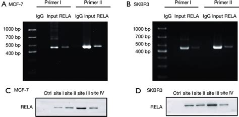 Rela Regulates Mir 519d 5p Transcription By Binding To Its Promoter A