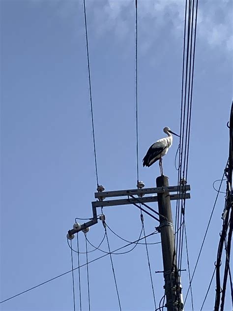 旧尾藤家住宅 on Twitter こんにちは 先日幸せを運ぶコウノトリを旧尾藤家住宅前の電信柱で見かけました みなさまも