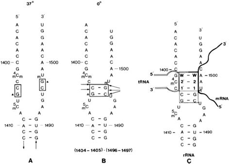 7 Structure Of The Decoding Region Of 16s Rrna Showing The Proposed Download Scientific