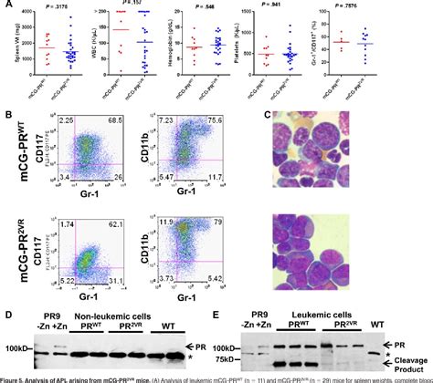 Figure 5 From A Protease Resistant Pml Rar Alpha Has Increased