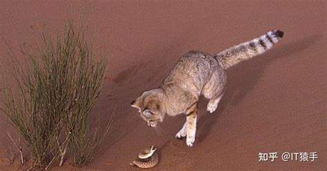 多目标优化算法：多目标沙猫群优化算法（multiple Objective Sand Cat Swarm Optimization