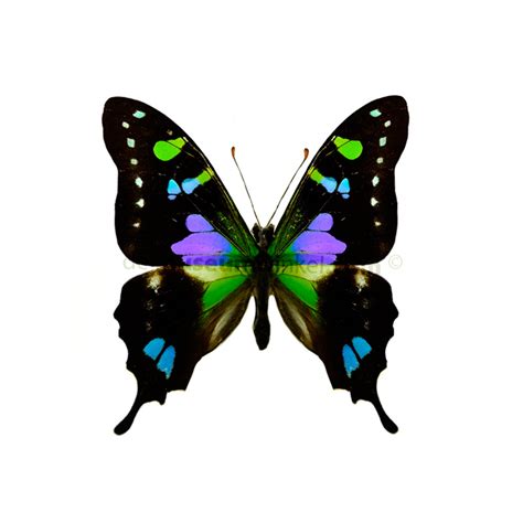 Mounted Butterfly Graphium Weiskei In Frame Or Bell Jar