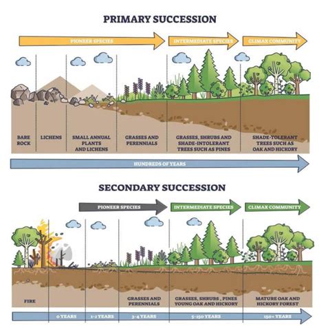 Examples Of Ecological Succession