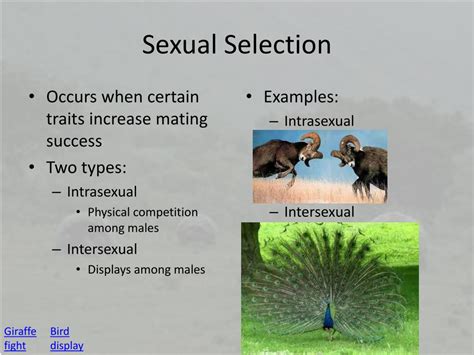 PPT Evolution PowerPoint Presentation Free Download ID