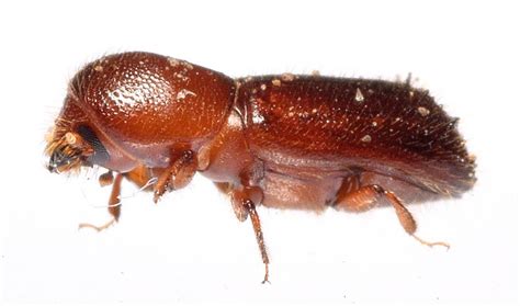 Cyclorhipidion Bodoanum Xyleborus Celsus Bugguidenet