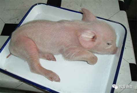 圆环的危害及防控仔猪