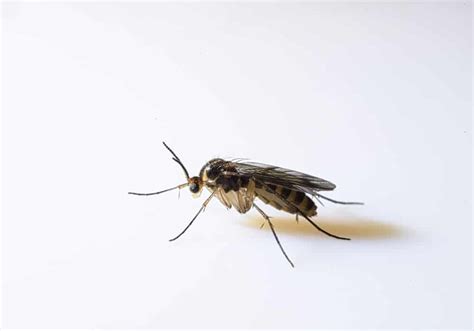Why Do Gnats Annoy You At Aidan Zichy Woinarski Blog