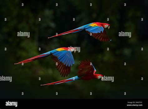 Red Parrot Flying In Dark Green Vegetation Scarlet Macaw Ara Macao