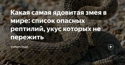 Какая самая ядовитая змея в мире список опасных рептилий укус которых не пережить Драга Лайф
