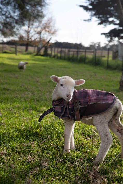Batlamb And Robin Lamb Care Australia
