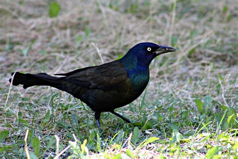 Grackle Bird Black Free Image Download