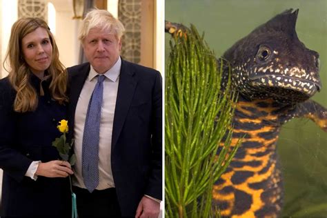 Boris Johnsons Plan To Build Swimming Pool Scuppered By Newts