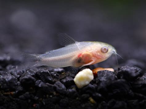 Albino Pygmy Corydoras Corydoras Pygmaeus Albino Tank Bred