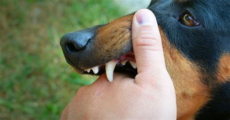Conheça sinais que um cachorro dá antes de atacar alguém