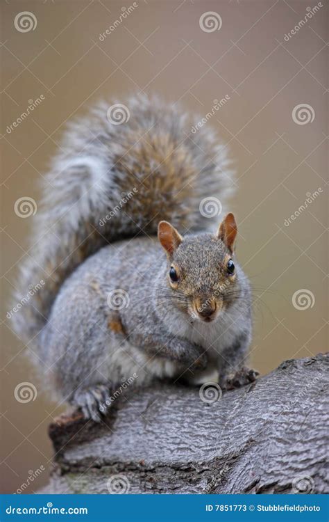 Eastern Gray Squirrel Sciurus Carolinensis Stock Image Image Of