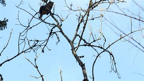 Dossenheim Kleiner Junge Und Sein Kater Aus Baum Gerettet