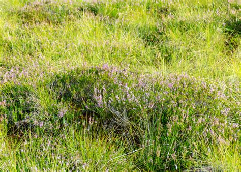 Trees Grass Free Stock Photos Images And Pictures Of Trees Grass