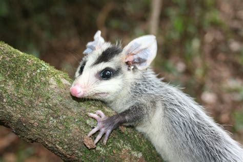 Paraná Aumenta Apoio Na Preservação Da Fauna Silvestre Agência