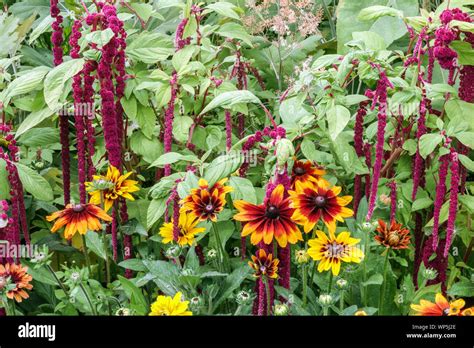 Summer Garden Border Flower In July Amaranth Rudbeckia Hirta Stock