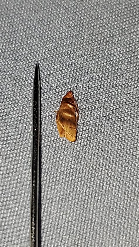 What Bug Is This Casing From Rwhatisthisbug