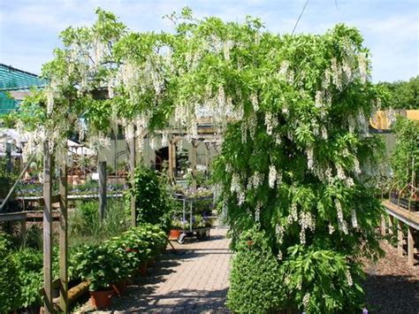 فروش پیچ گیلیسین