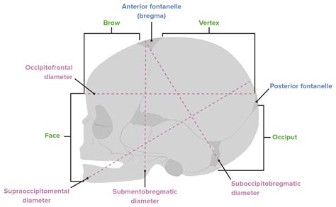 Fetal Malpresentation And Malposition Concise Medical Knowledge