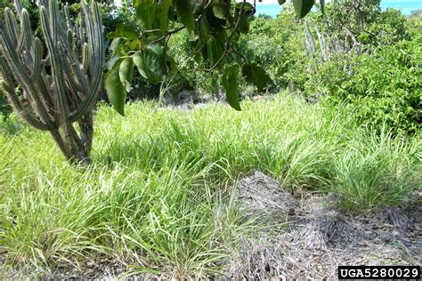 Panicgrass Genus Panicum L