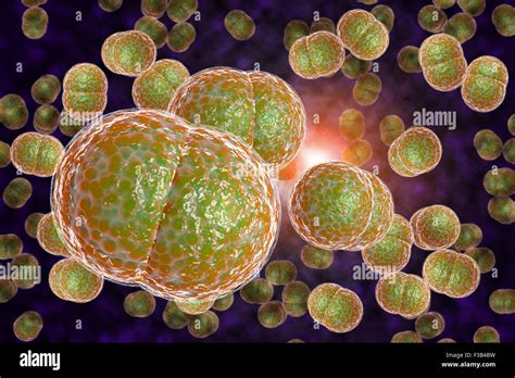 3d Microscope Close Up Of Meningitis Bacteria Also Known As