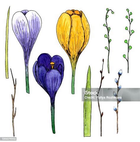 여러 가지 색의 크로커스 세트 다양한 잔디와 나뭇 가지 블레이드 봄 꽃 4월에 대한 스톡 벡터 아트 및 기타 이미지 4월 귀여운 꽃 나무 Istock