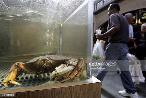 Fresh Dungeness Crab Photos And Premium High Res Pictures Getty Images