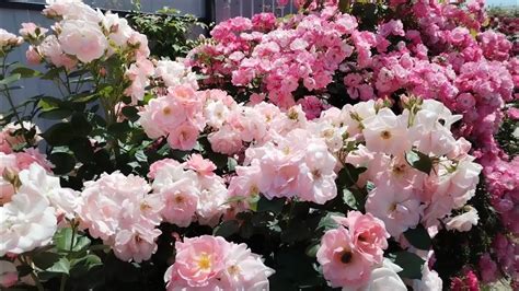 Лето🌞 Розы🌹 2023 год. Сорта #Ангела, #Астрид Линдгрен, #Пьер де Ронсар ...