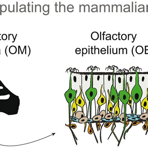 The Major Cell Types Of The Mammalian Olfactory Mucosa Om In