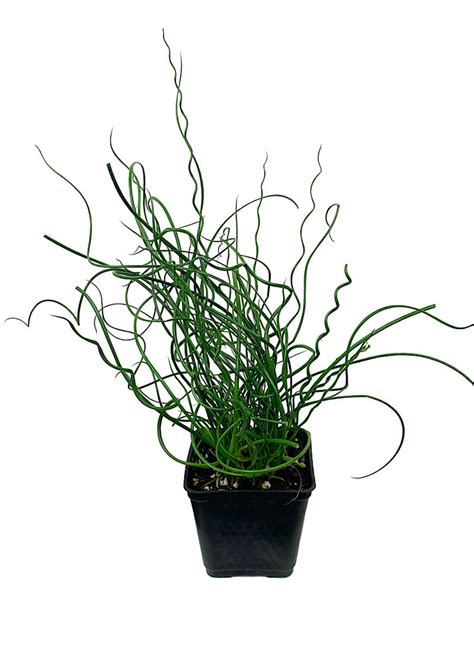 Juncus Effusus Twister 4 Inch The Garden Corner