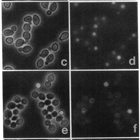 Phase Contrast A C E And G And Fluorescence B D F And H