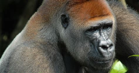 Sex Coaching Simian Supercouples Brangelina And Gorilla Spp