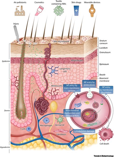Animal Epidermal Cell Diagram