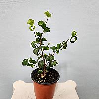 바로크벤자민 소품 공기정화식물 엑스플랜트
