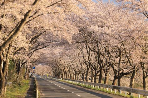 宮城県涌谷町wakuya town on Twitter やっと会えた黄昏の桜回廊 わくわく涌谷 涌谷町 涌谷 桜まつり