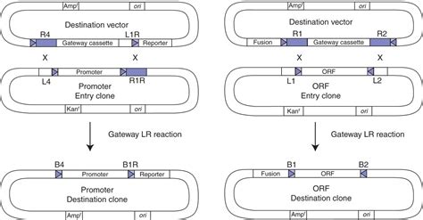 Gateway Recombinational Cloning