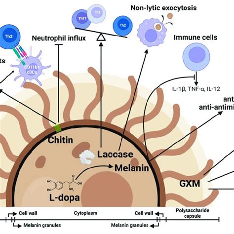 Cryptococcal Virulence Factors As Immune Modulators Fungal Virulence